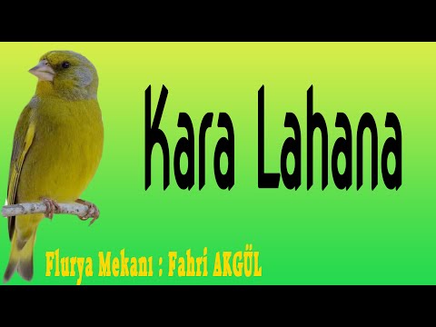 Flurya Mekanı - Kara Lahana