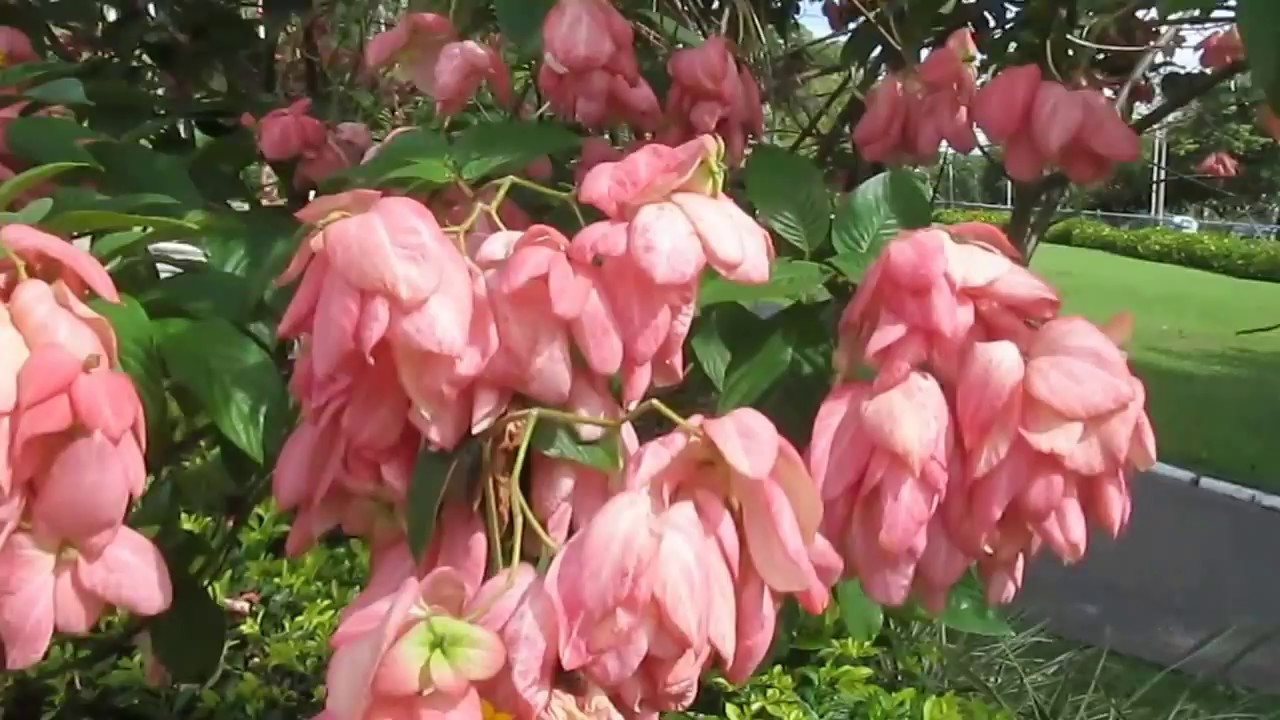 Tropicals: Mussaenda Erythrophylla Ashanti Blood red flag bush - YouTube