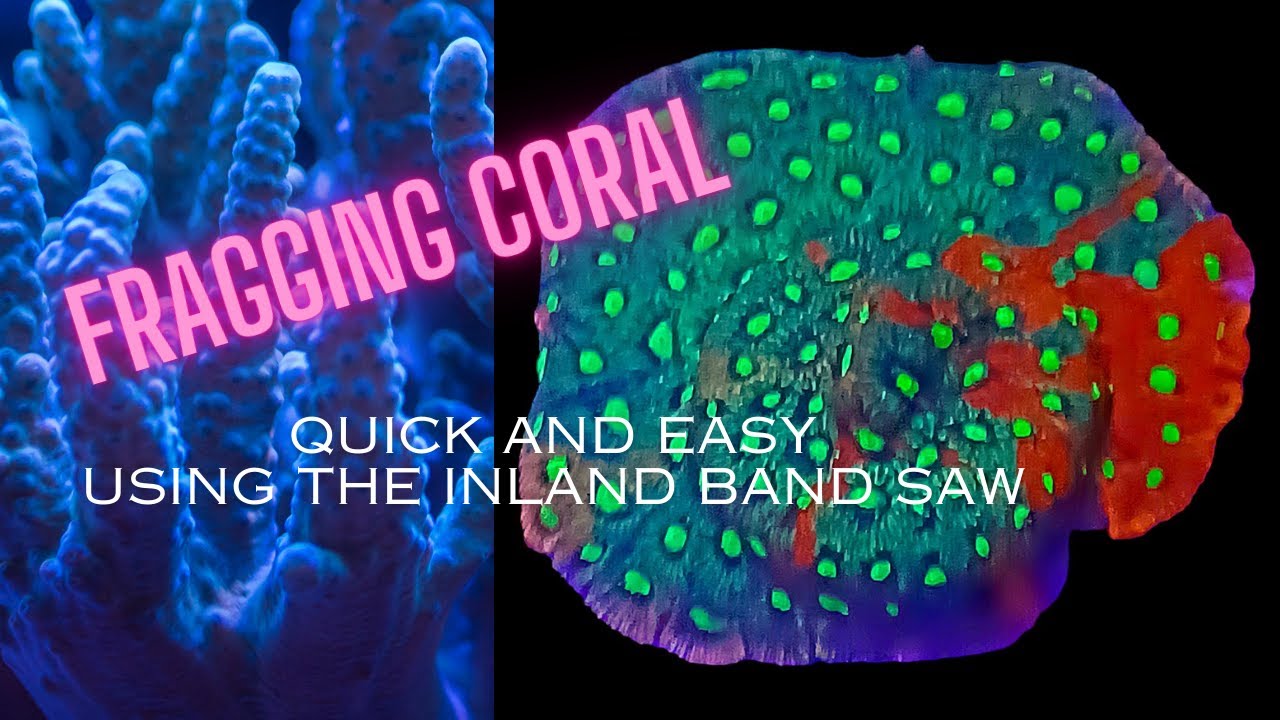 Fragging hard saltwater corals from your reef tank using the Inland wet ...