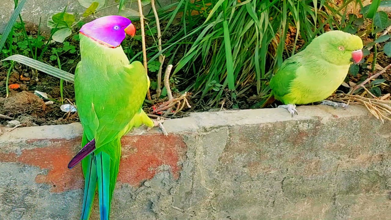 Funny Parrot Compilation 2025 Mitthu Parrot Talking 4K Video - YouTube