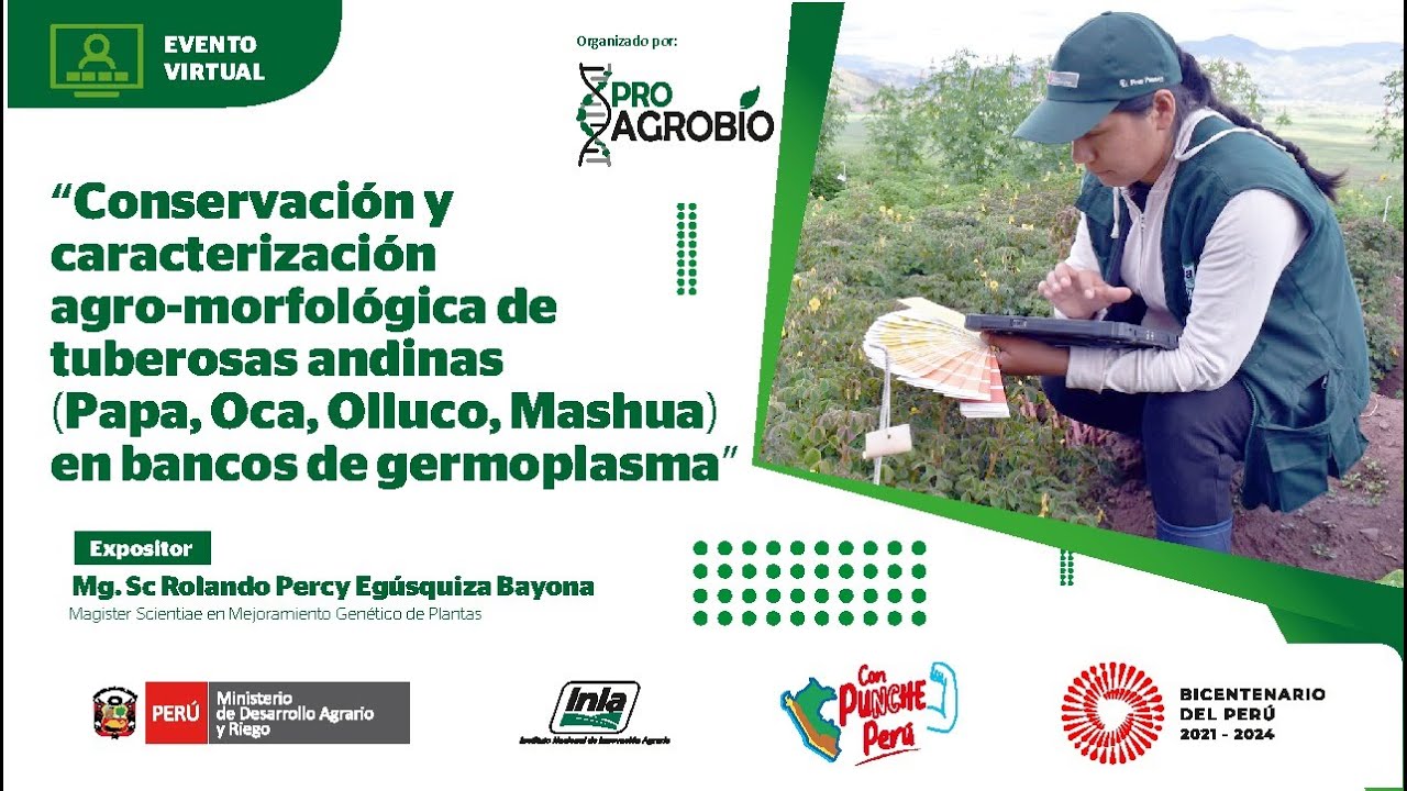 Conservación y caracterización agro-morfológica de tuberosas andinas en ...