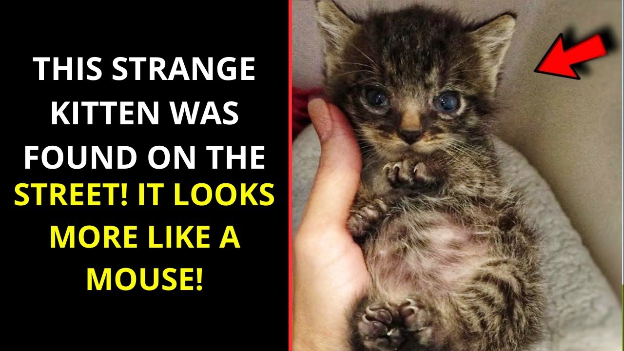 This strange kitten was found on the street! It looks more like a mouse ...