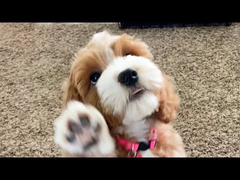 Star the adorable Cuddle Cavapoo. Video taken June 1st 2024 - YouTube
