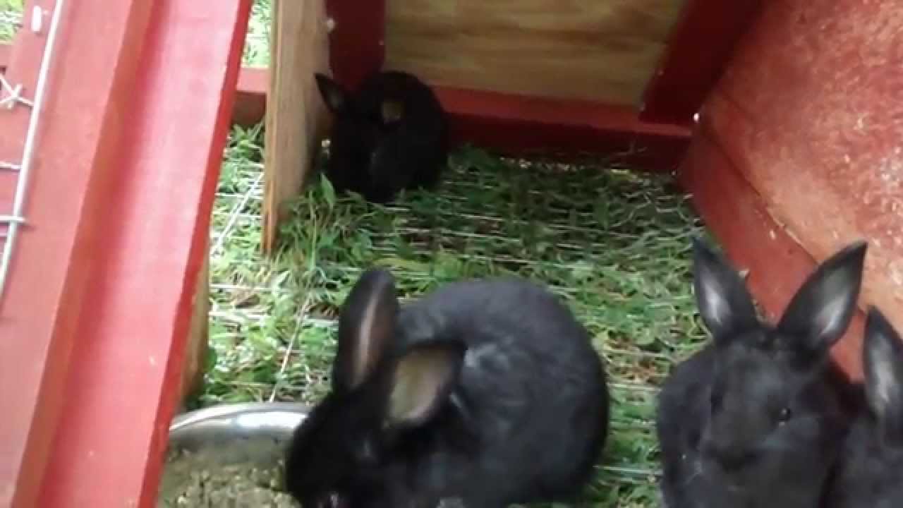 Silver Fox Rabbit Kits on Pasture - YouTube