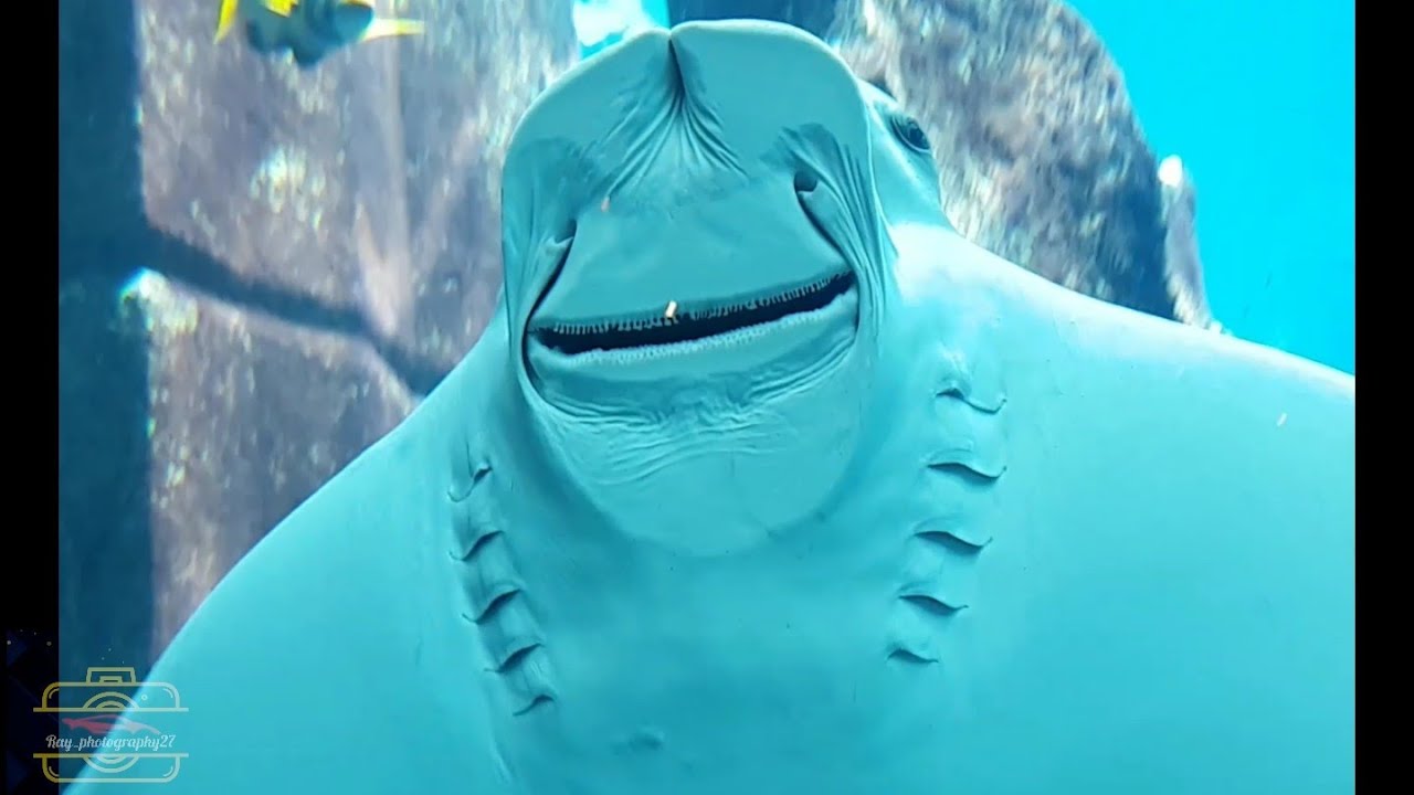 Smiling Manta Ray - YouTube