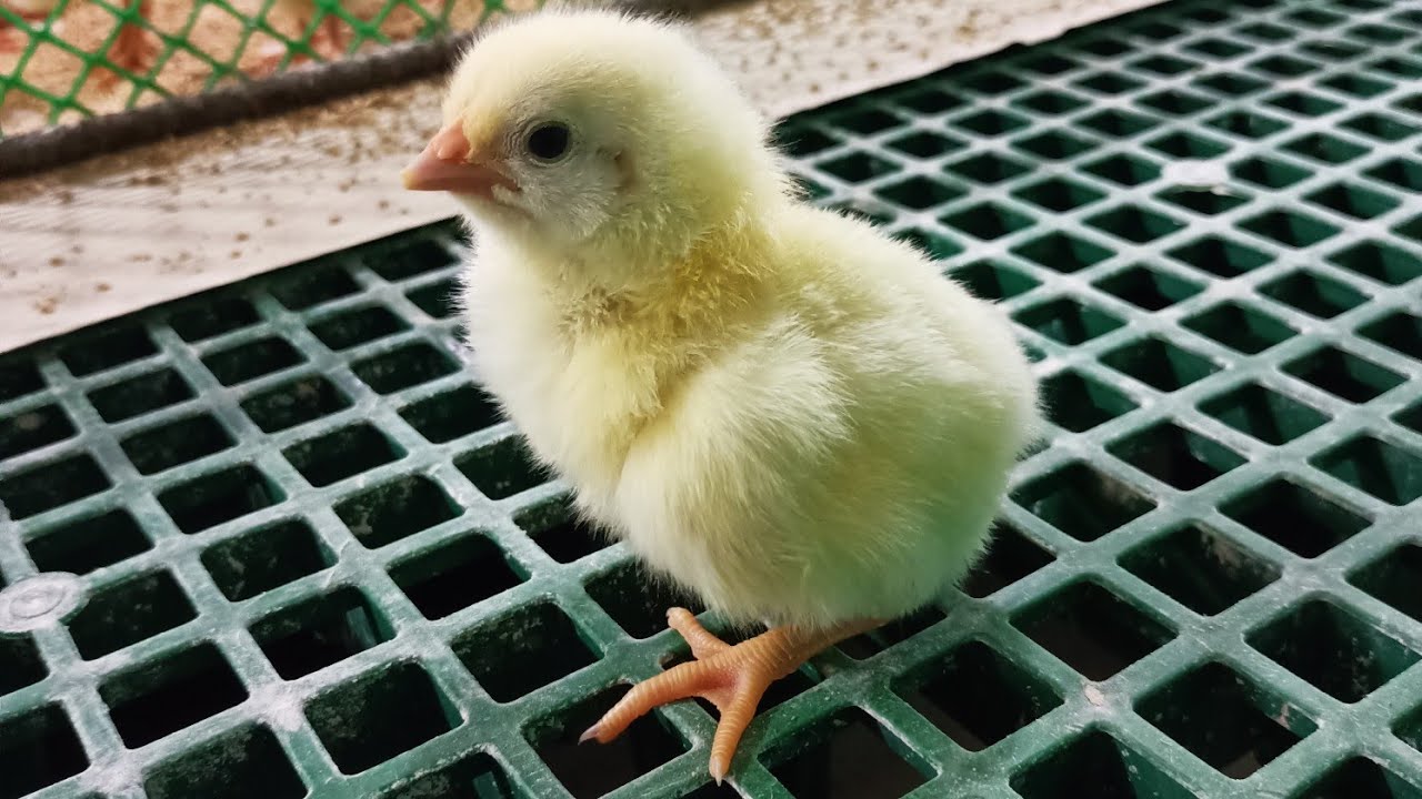 day 1 old chicken broiler 45 days 🐔 - YouTube