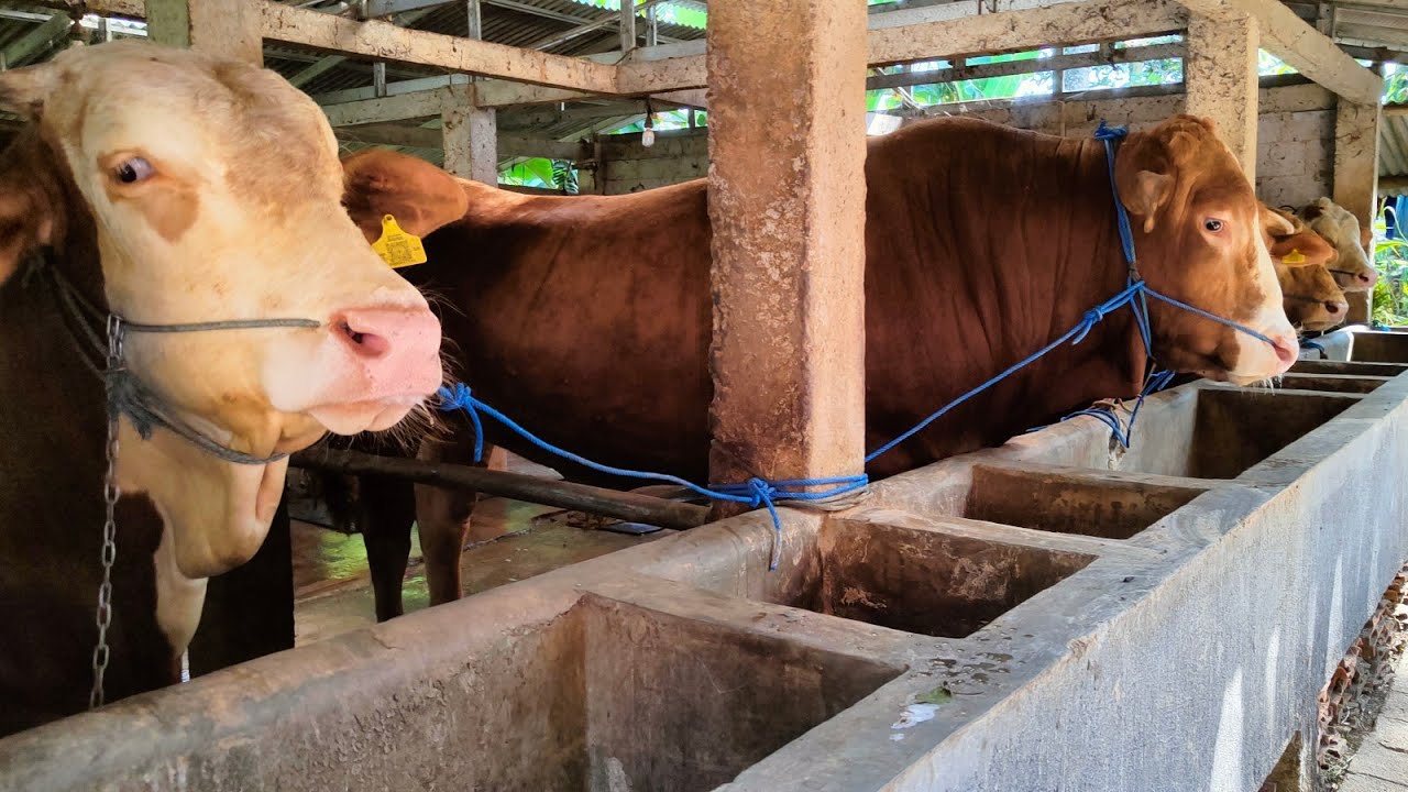 UNTUNG MANA⁉️PENGGEMUKAN SAPI JANTAN ATAU BREEDING SAPI BETINA - YouTube