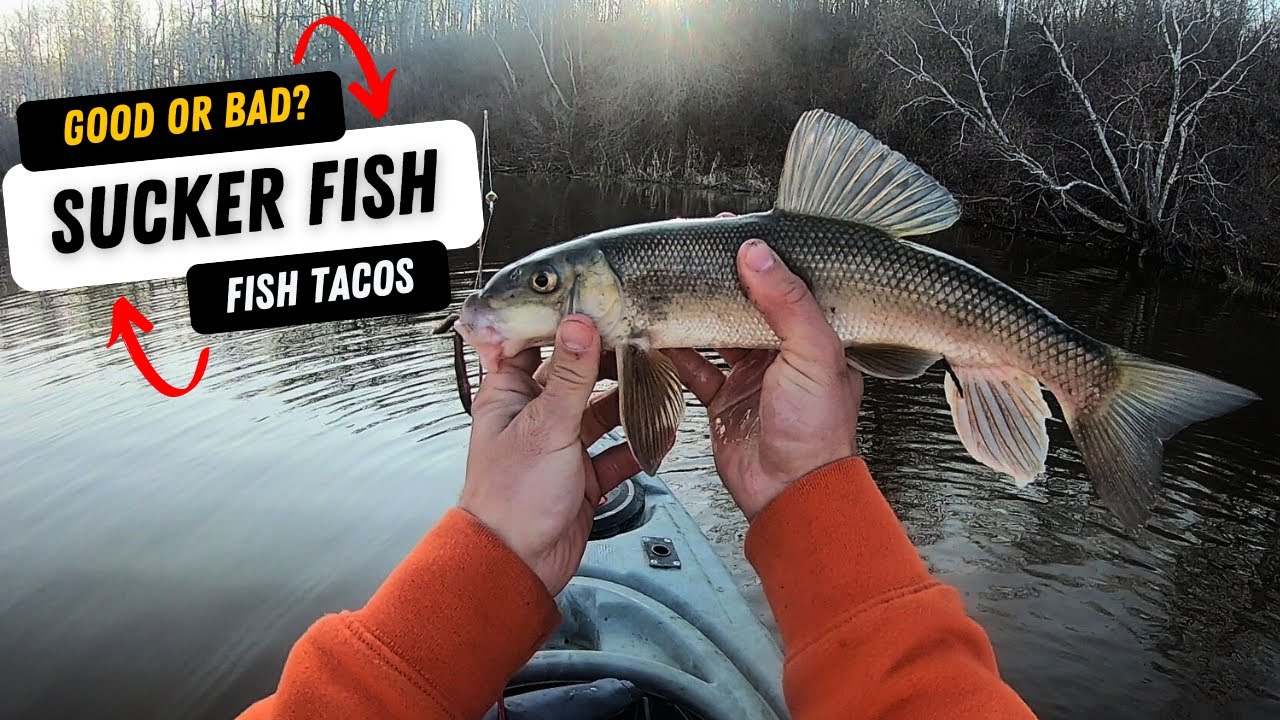 CATCH AND COOK - Sucker Fish (Fish Tacos) - YouTube