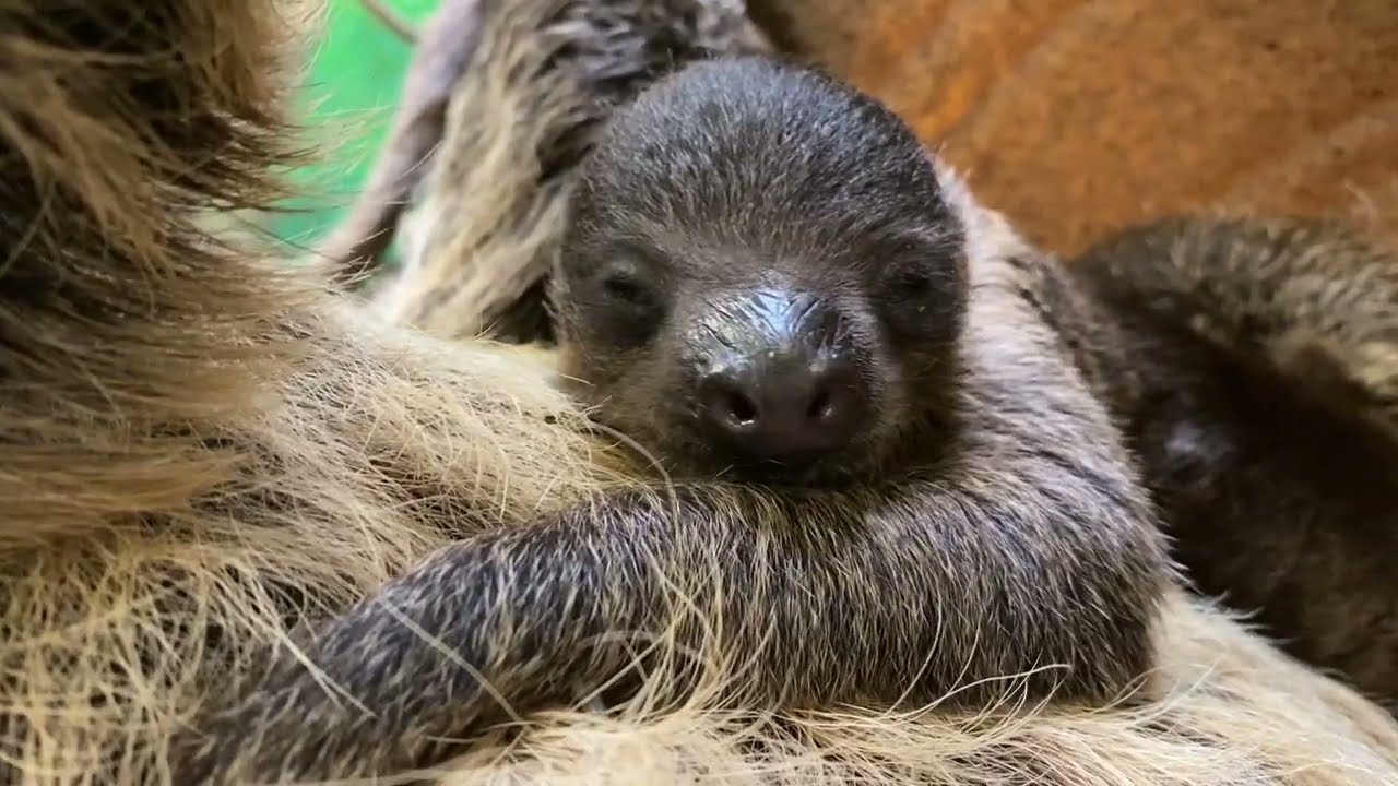 Salisbury Zoo Sloths The Force' Is With Zoo Heidelberg's New Sloth
