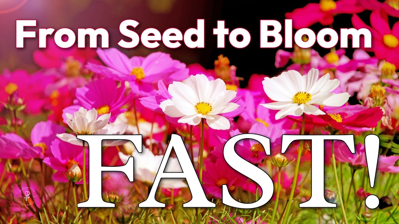 10 Fast-Growing Flowers You Can Start from Seed (Perfect for Beginner ...
