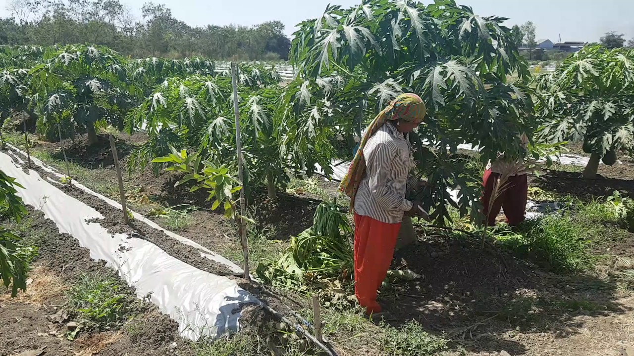 Goenka farm - YouTube