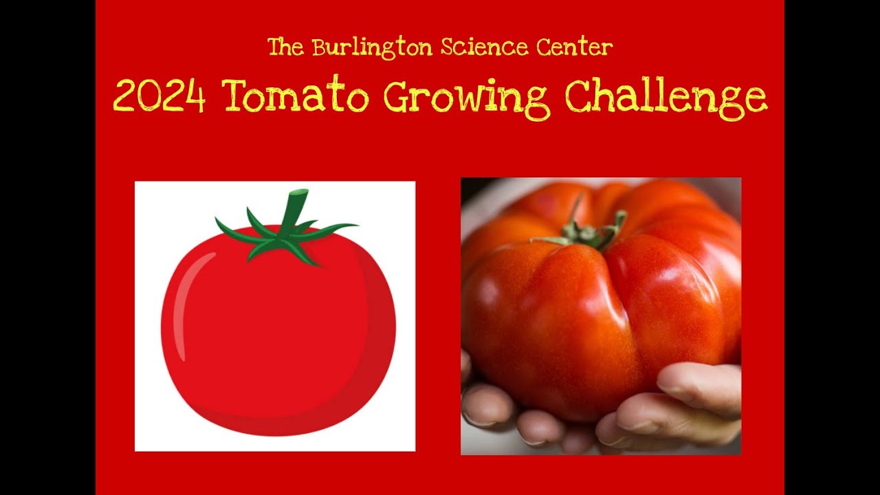 Tomato Growing Challenge 2024 - YouTube
