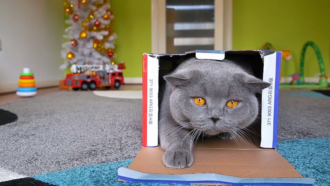 British Shorthair Cat vs Box - YouTube