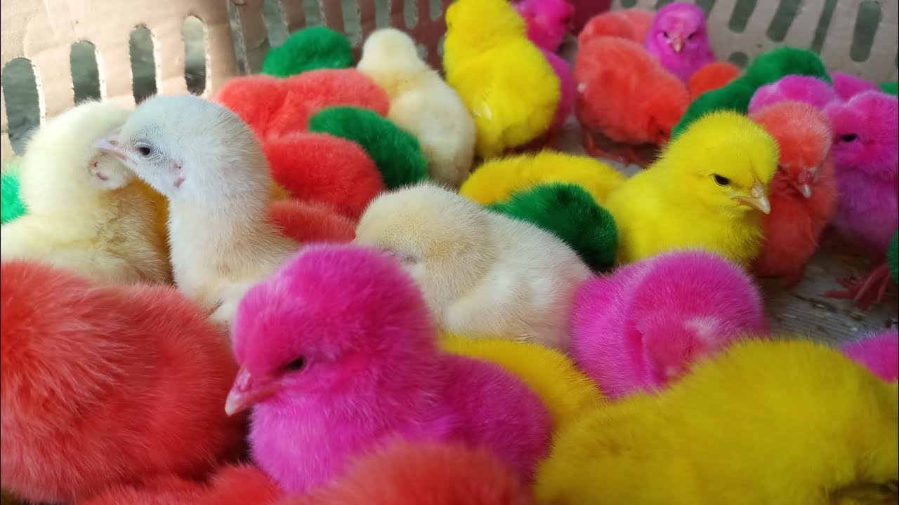 LOVELY Hen Baby Chicks, Witty MURGI Baby "Chicks Chirping" Sound Video ...