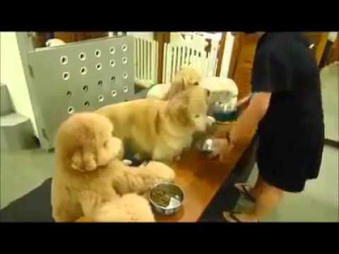 Dogs pray before eating and clean up afterwards - YouTube