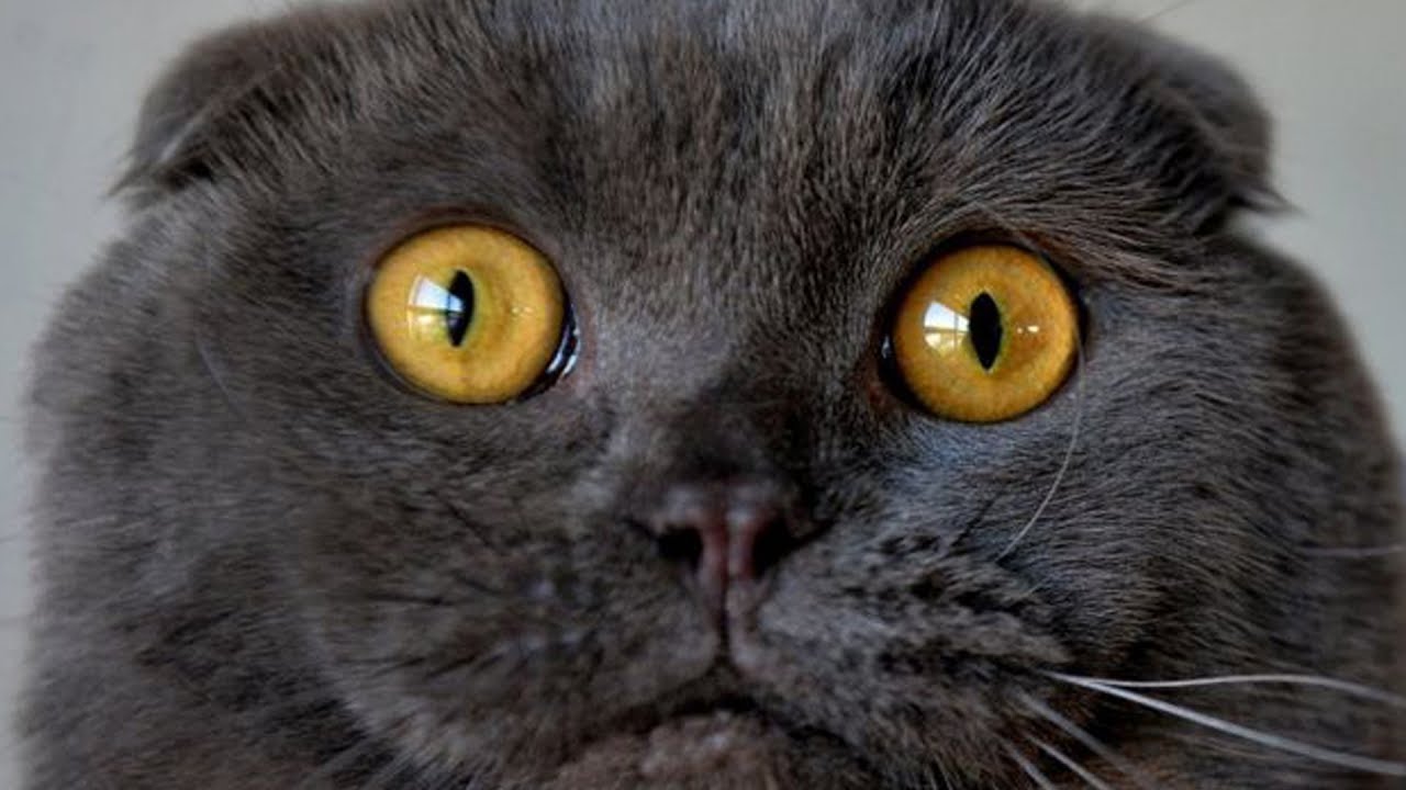 TOP 10 Najslađe Mačke Na Svijetu - YouTube