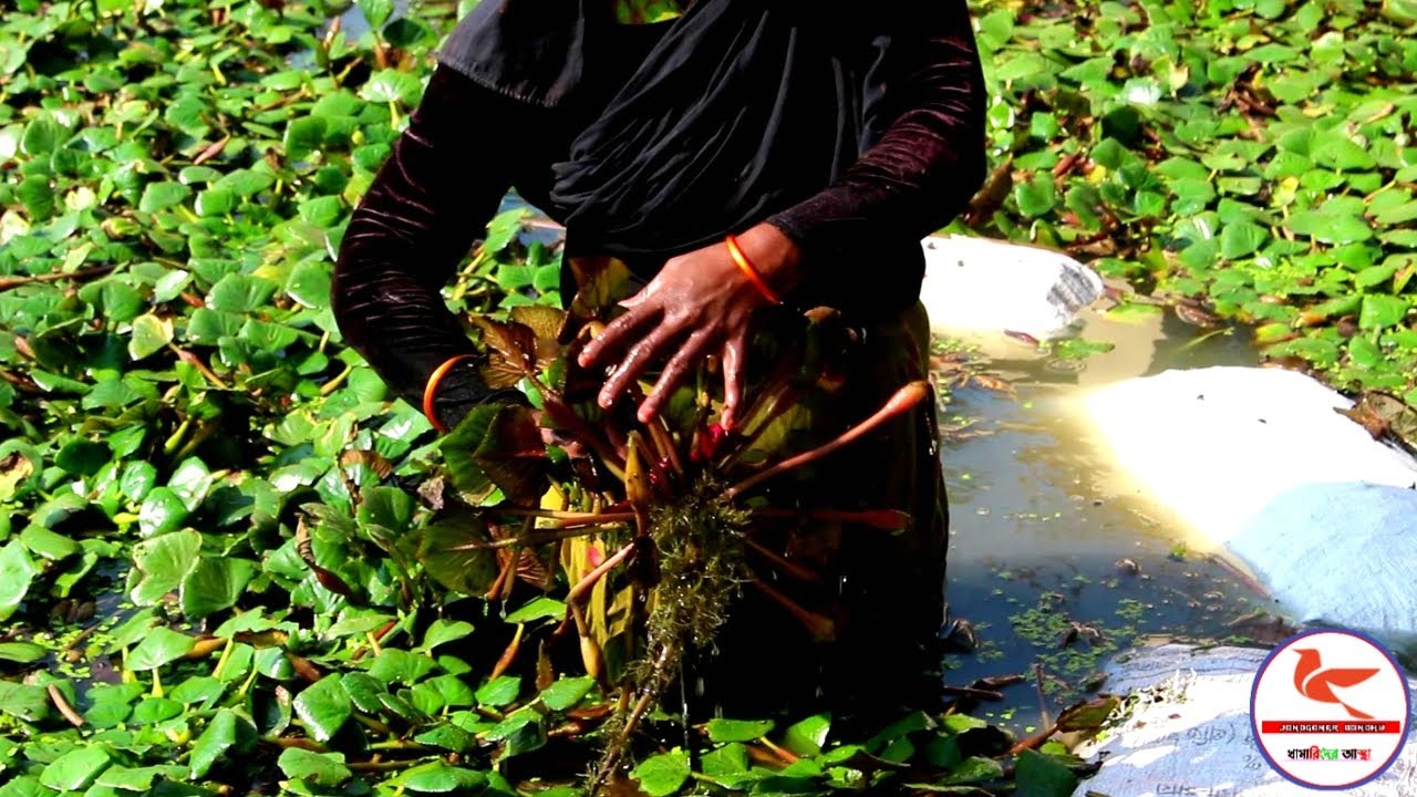 মাছের চেয়ে দ্বিগুণ লাভ এই ফল চাষে | Cultivation of water fruits in ...