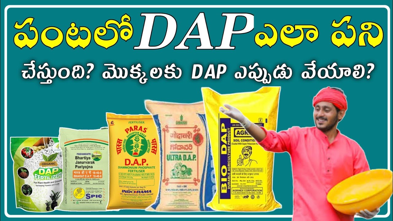 dap fertilizer uses in crops | అన్ని పంటలో మొదటి దఫా ఎరువు లో వేసుకునే ...