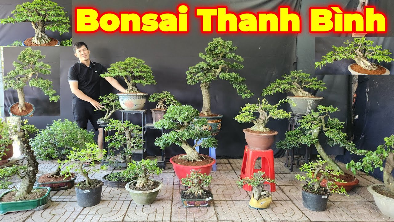 MR BÌNH | #0939442212 | BONSAI ĐẸP THÀNH PHẨM ĐA DẠNG CÁC LOẠI MCT NU ...