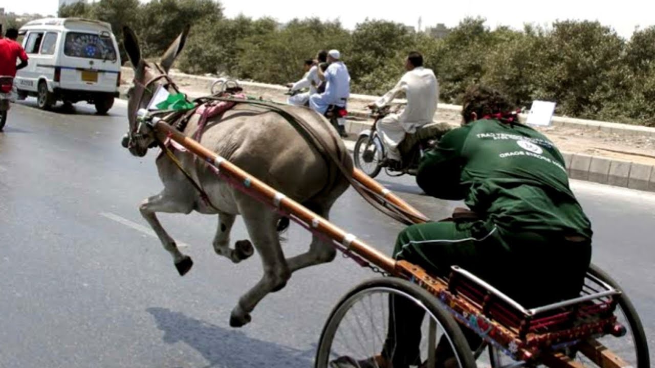 Donkey Cart Race Competition in Lyari Karachi August 2021 - YouTube