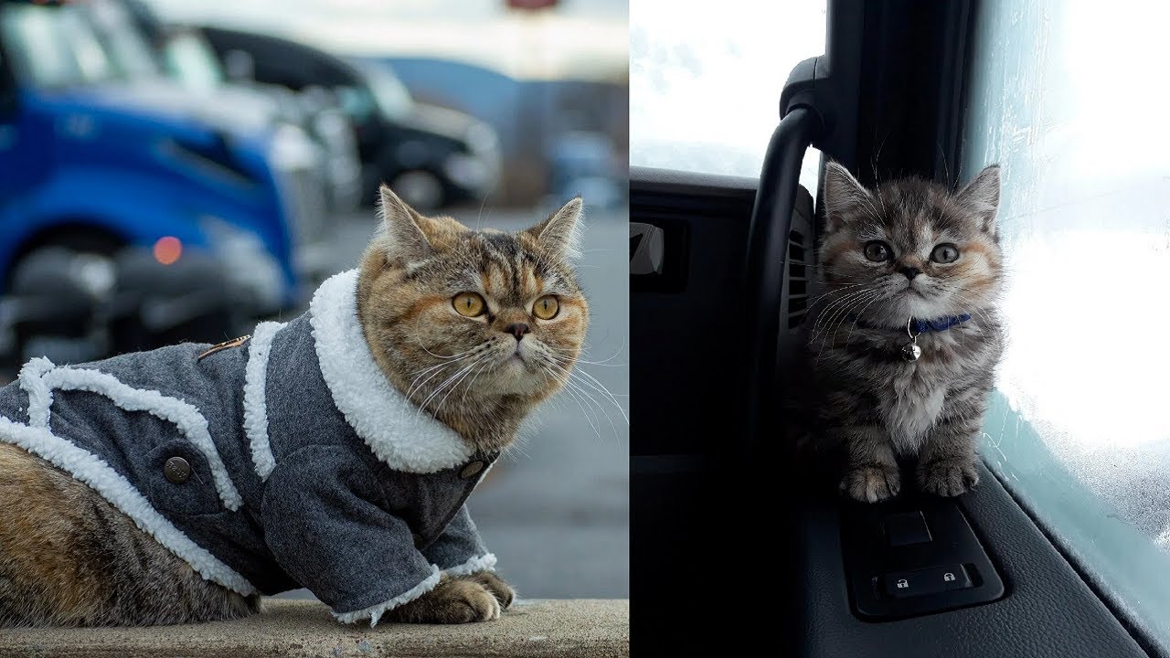 Meet Tora, the cat who has visited 43 states in America - YouTube