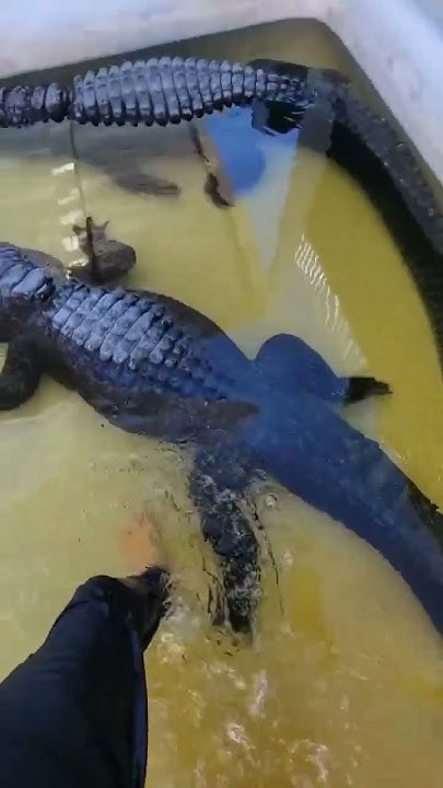 Kevin , a.k.a. Snakeaholic taking a casual stroll through the gator pit ...