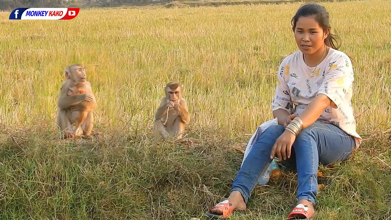 Family Monkey Kako Playing Outside At Farm Field - YouTube
