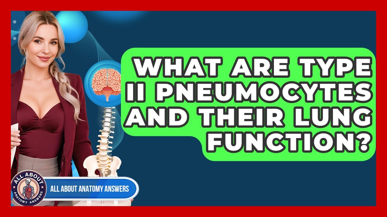 What Are Type II Pneumocytes And Their Lung Function? - All About ...