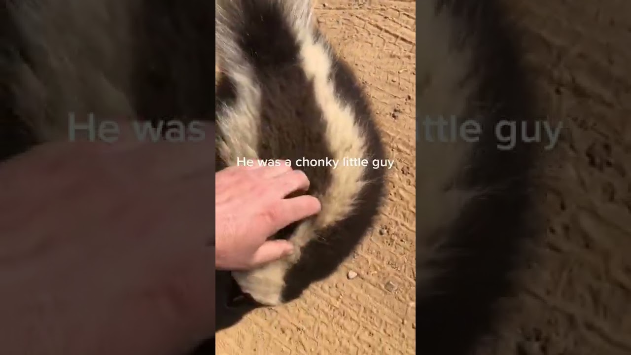 Friendly Skunk tiktok uncle blaze - YouTube
