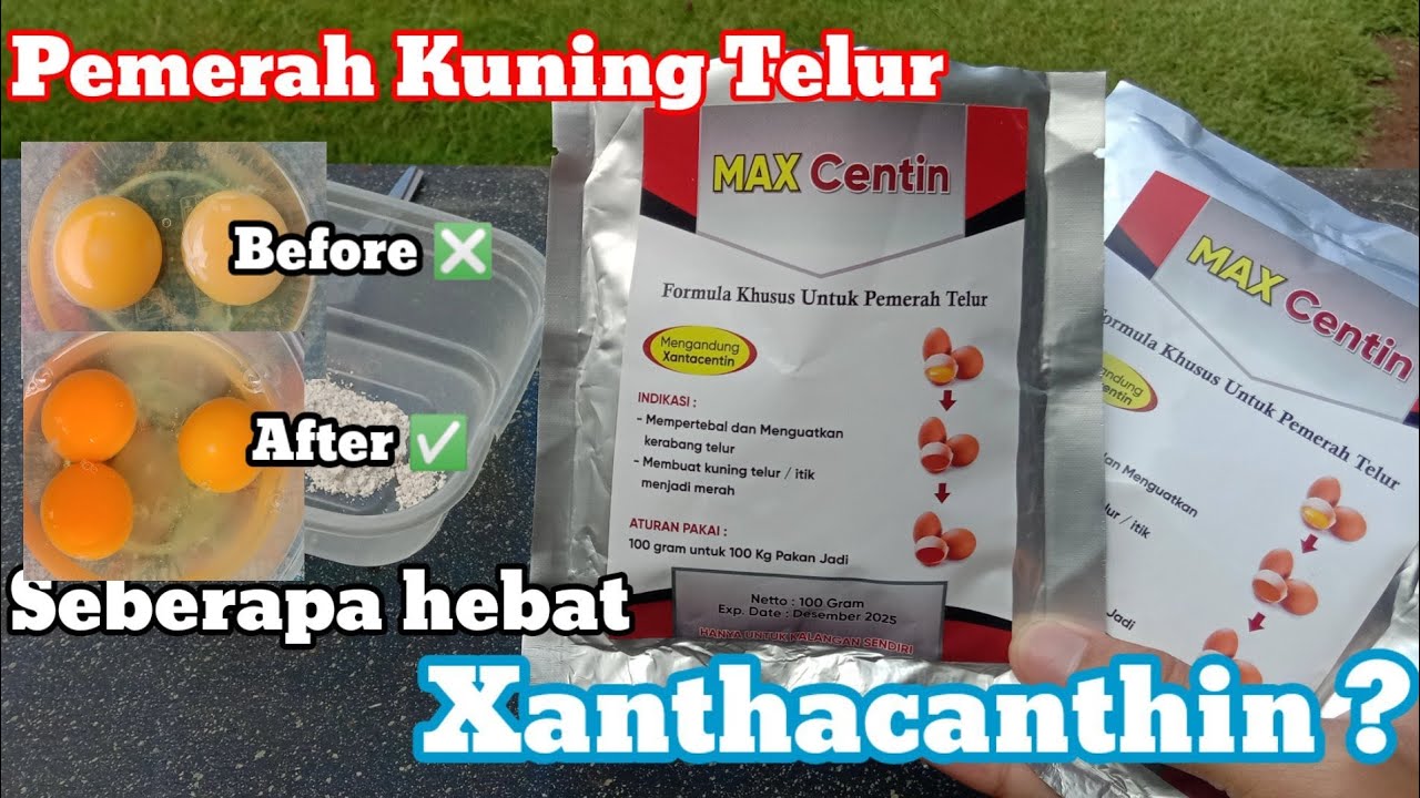 Pemerah kuning telur || Seberapa hebat Max Centin (Xanthacanthin) ‼️ ...