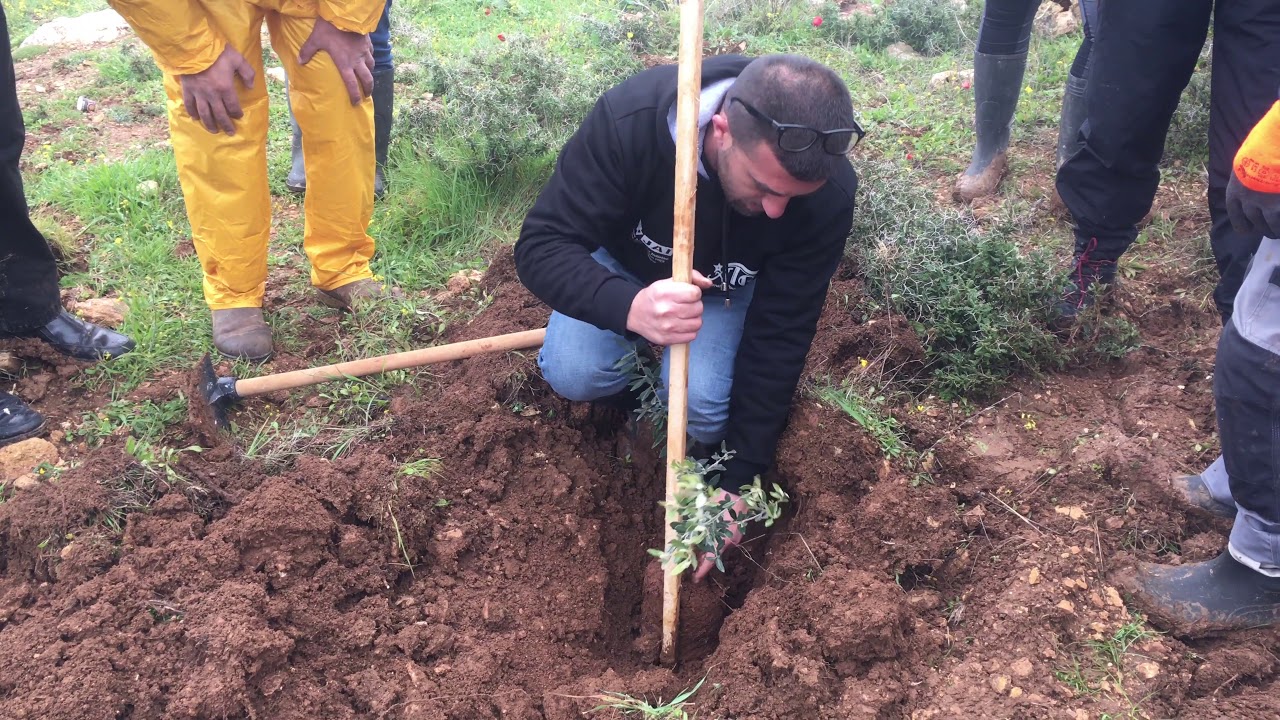 JAI ATG How to plant an olive tree sapling - YouTube