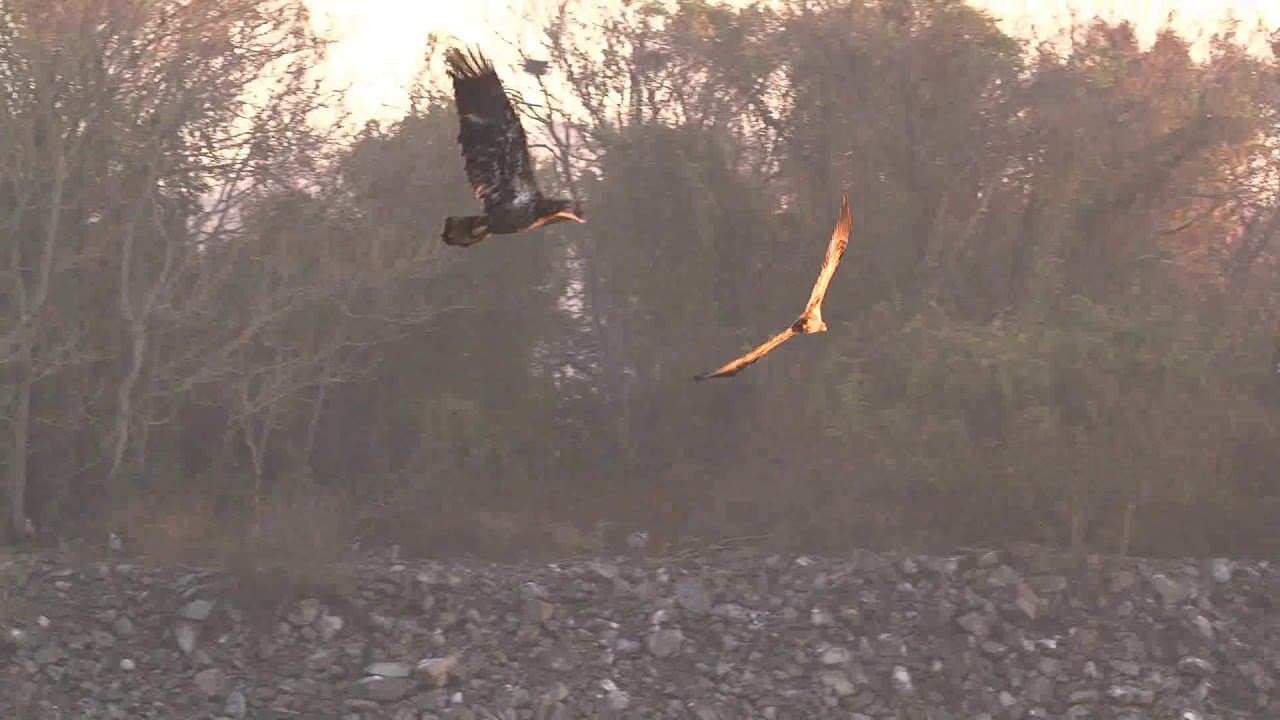 The Bald Eagles of Conowingo Dam Maryland - YouTube