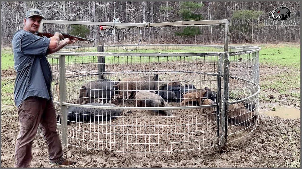 How Canadian Farmers and Hunters Trap Millions of Feral Hogs with JAGER ...