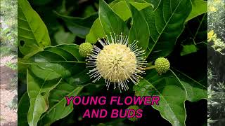 Button Bush - Thriving Plant Tuesday