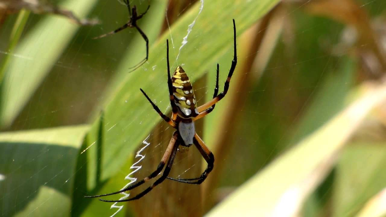 Argiope Aurantia-- the writing spider--video & photos - YouTube