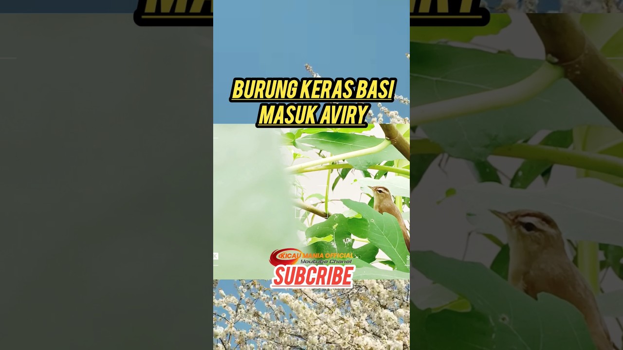 Burung Kerak Basi Masuk Aviary #kerakbasi #nature #burung #birds # ...