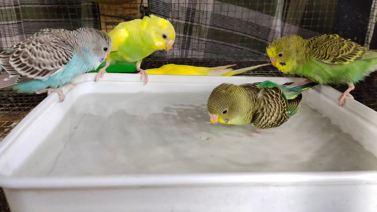 Budgies Bathing and singing chirping Slow motion video | By ...