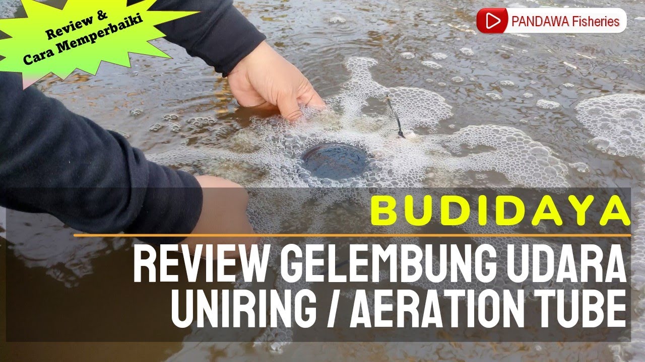 Review Gelembung Udara Uniring atau Aeration Tube Kolam Bioflok - YouTube