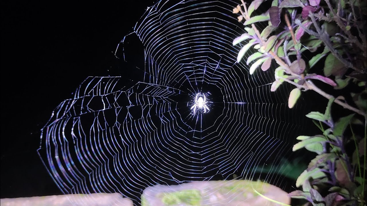 How do spiders make webs at night and how do they catch small and big ...