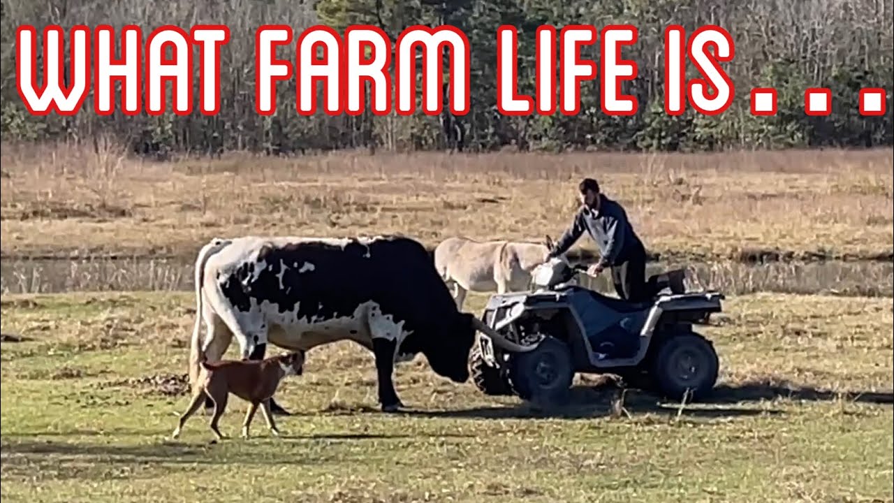 What Farm Life Is… what farm life isn’t - YouTube