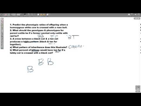 Punnett square practice - YouTube