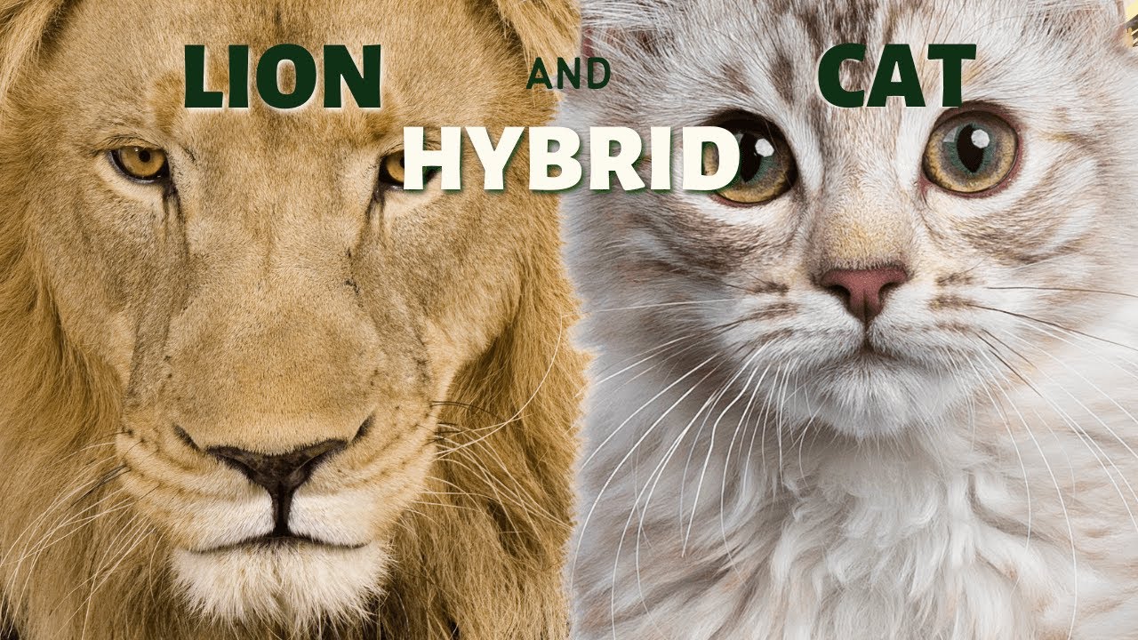 Lion and Cat Hybridization: Is It Possible to Do? - YouTube
