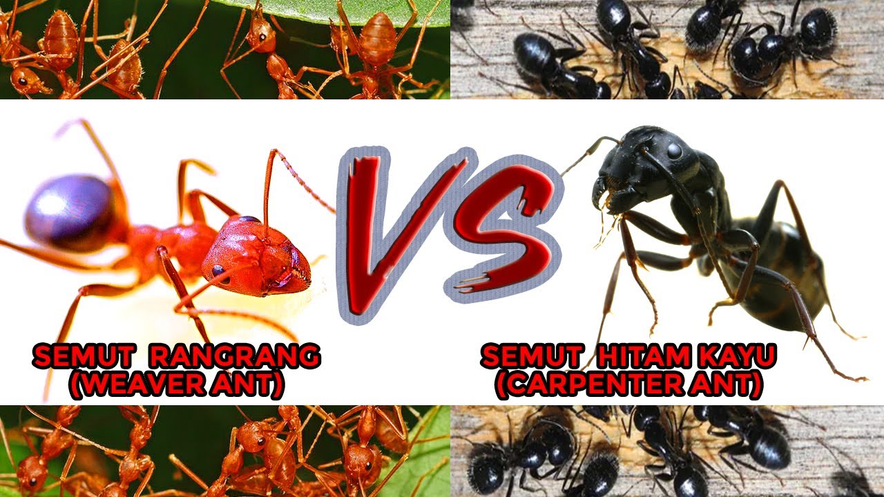 Lebih kuat mana ya? Semut Rangrang VS Semut Hitam Kayu - YouTube