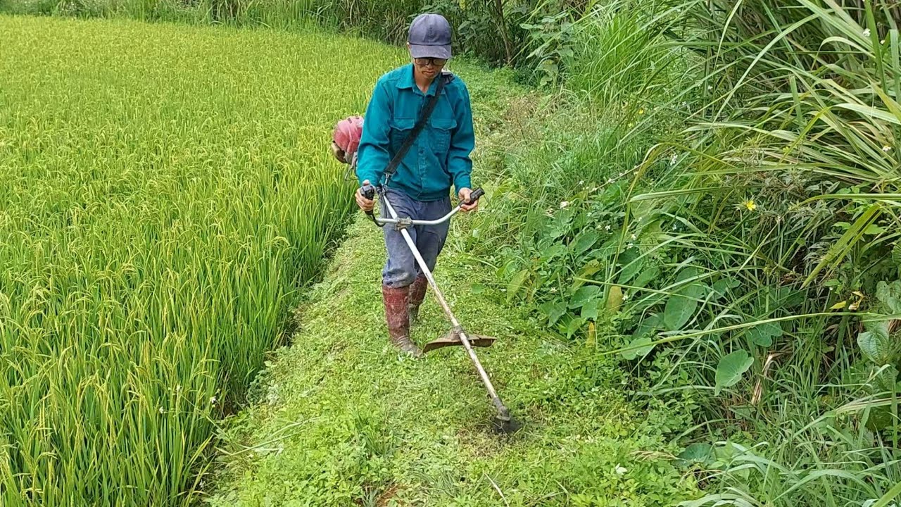 Checking corn fields and weeding rice fields || Hoang Khanh - Life in ...