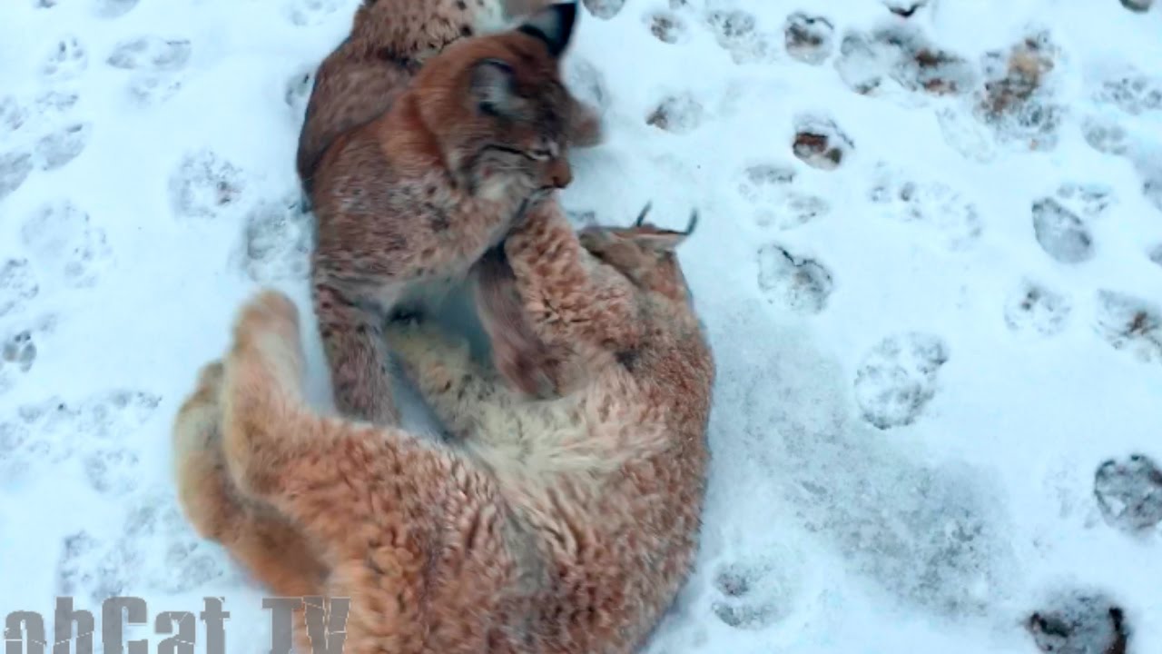 Two big cats playing with each other - YouTube