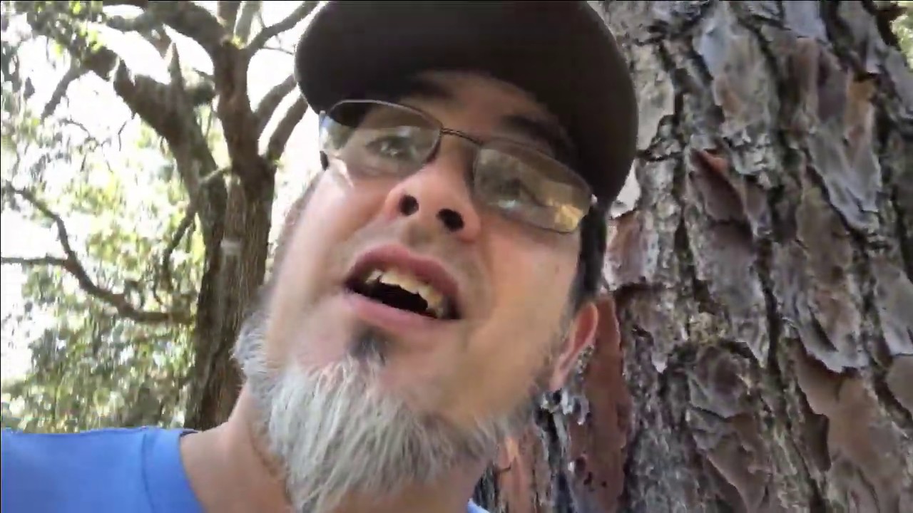 How to cook Pine Bark - YouTube