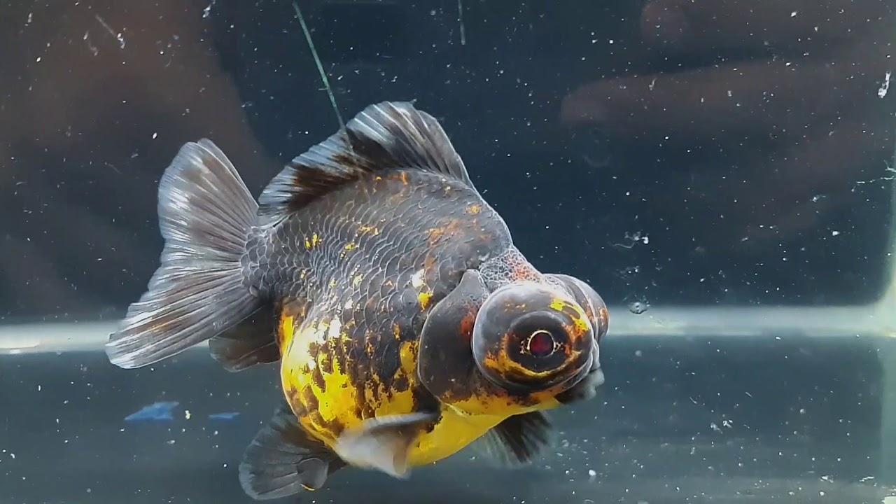 Demekin - Ryukines Richard Chavez Goldfish Perú(1) - YouTube