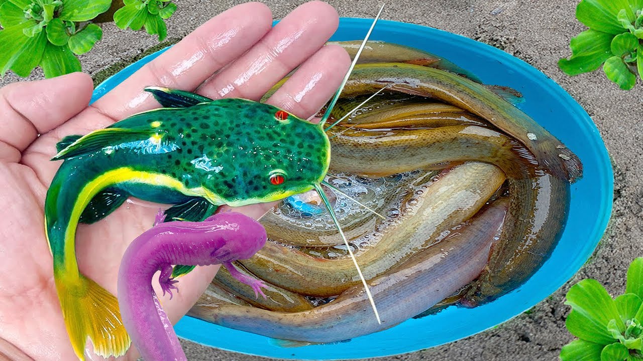 I Found Strange Ornamental Catfish, German Blue Ram, Betta Fish, Guppy ...