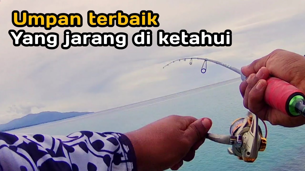 Mancing Pinggiran Laut Pakai Cacing Laut Umpan Terbaik Dari Dahulu ...