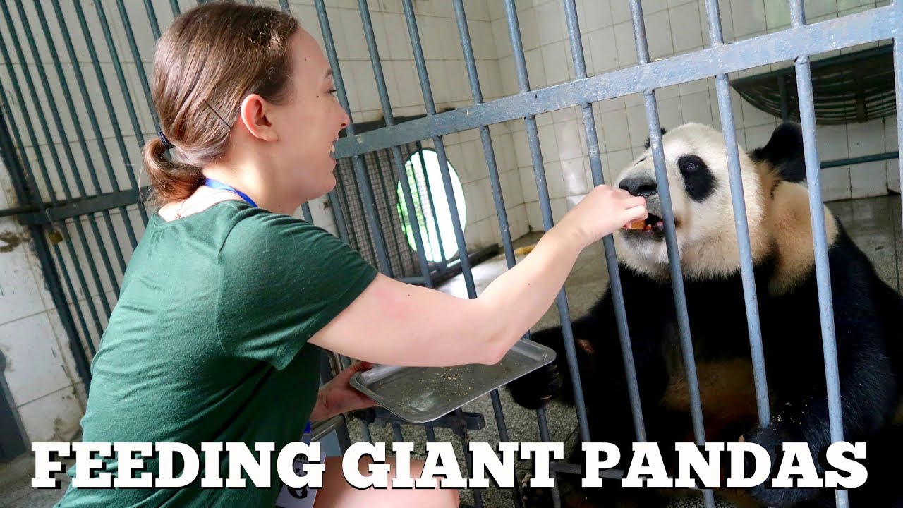 Feeding Giant Pandas! | MirandaTheAdventurer - YouTube